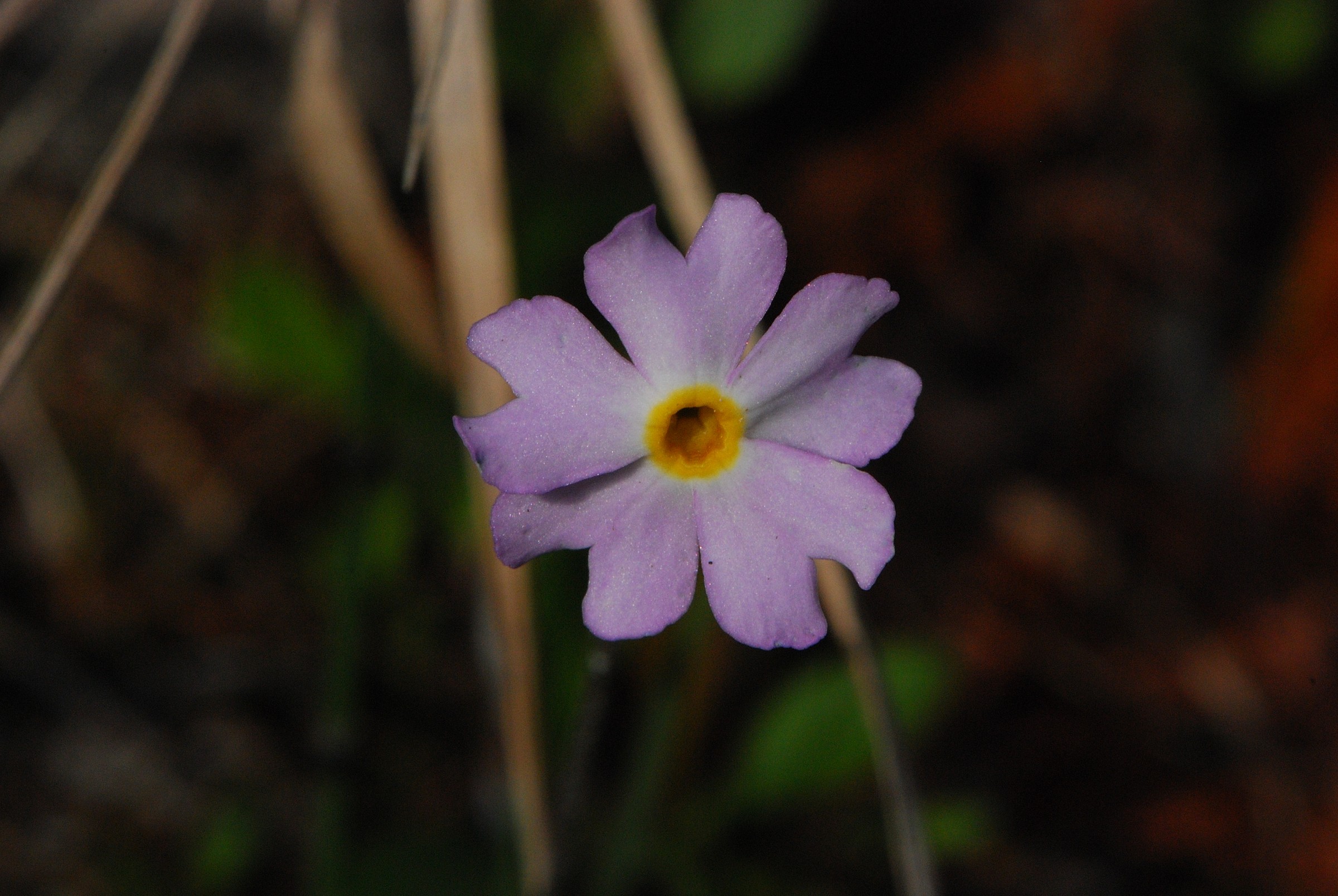 Mistassini Primrose | Natural Atlas