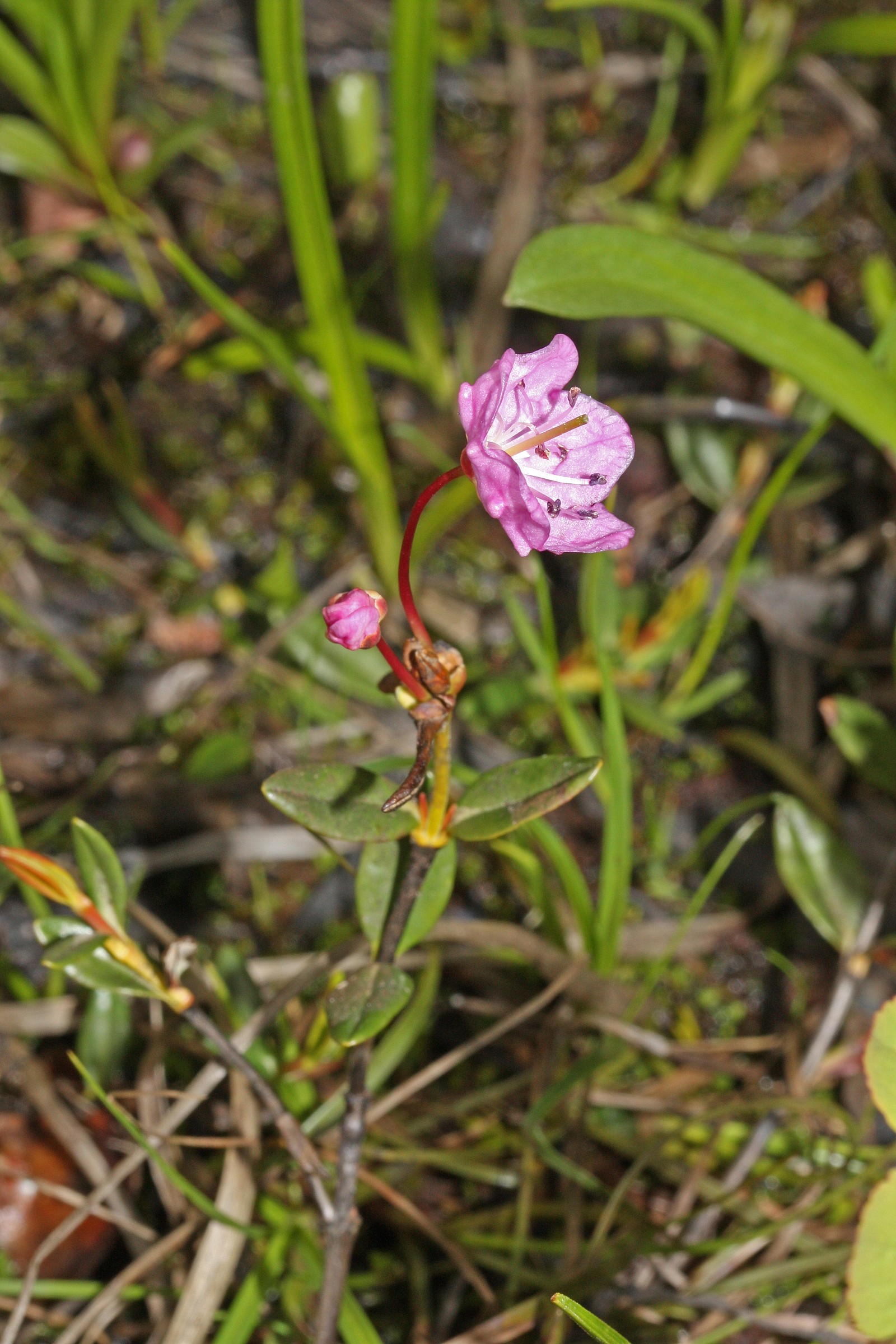 Alpine Laurel | Natural Atlas