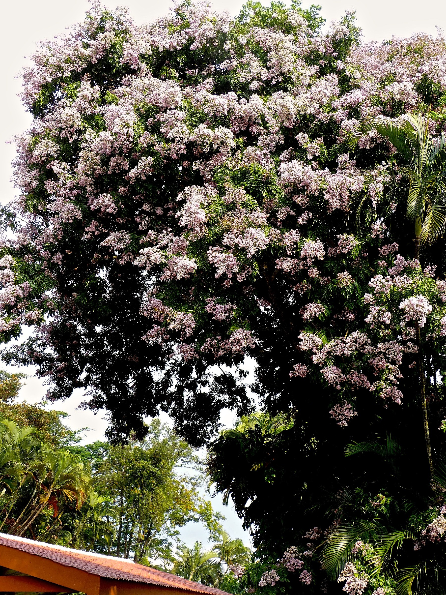 Cabbagebark Tree | Natural Atlas