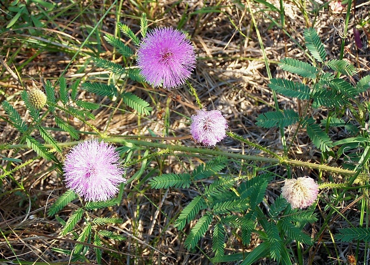 Nuttall’s Sensitive Briar | Natural Atlas