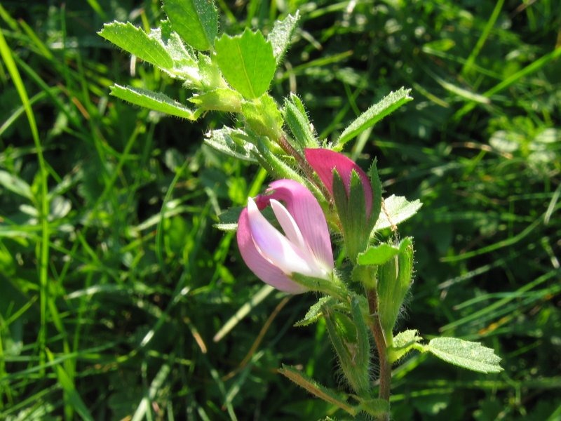 Common Restharrow | Natural Atlas