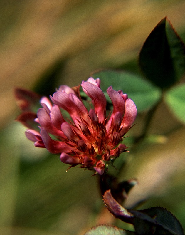 Whitetip Clover | Natural Atlas