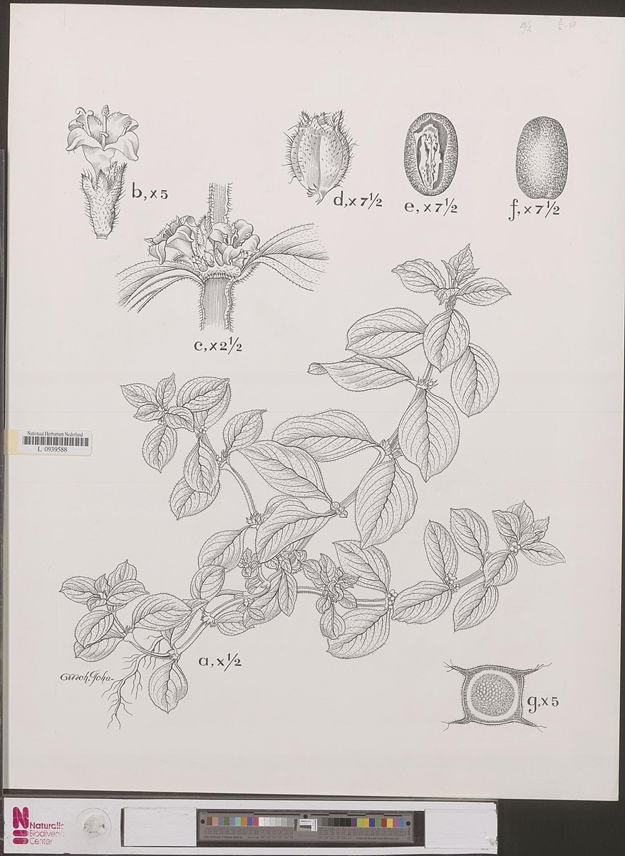 Winged False Buttonweed | Natural Atlas