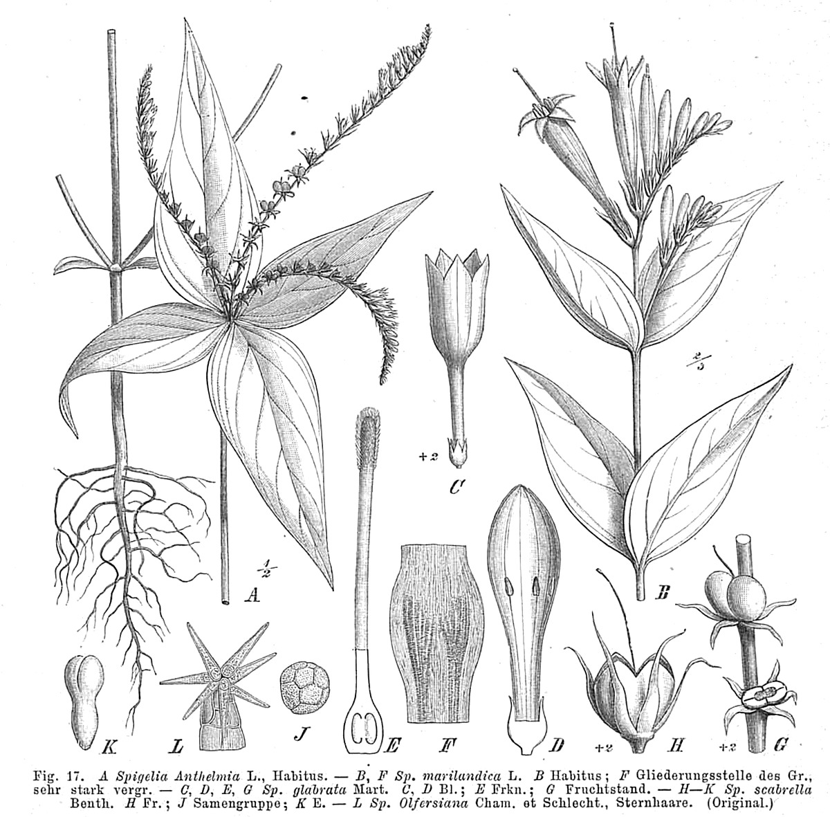 Loganiaceae | Natural Atlas