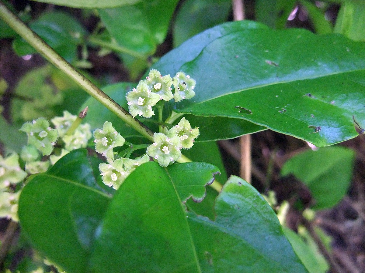 Loganiaceae | Natural Atlas