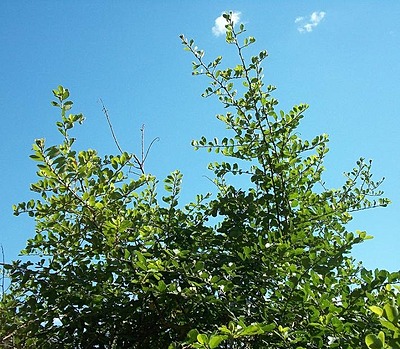 African Caper | Natural Atlas