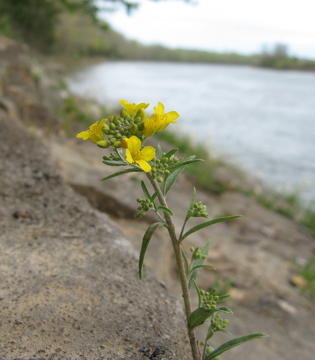 Globe Bladderpod | Natural Atlas