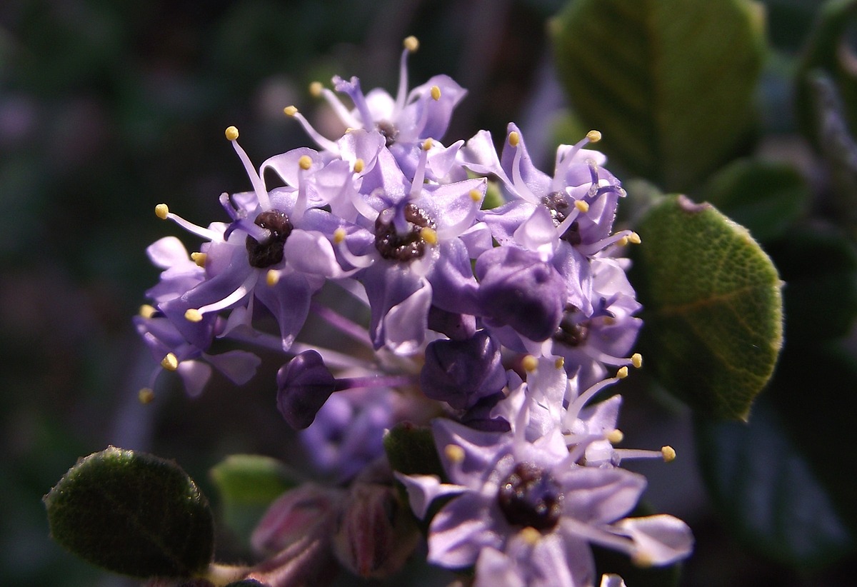 Maritime Ceanothus | Natural Atlas
