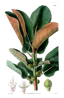 Port Jackson Fig | Natural Atlas