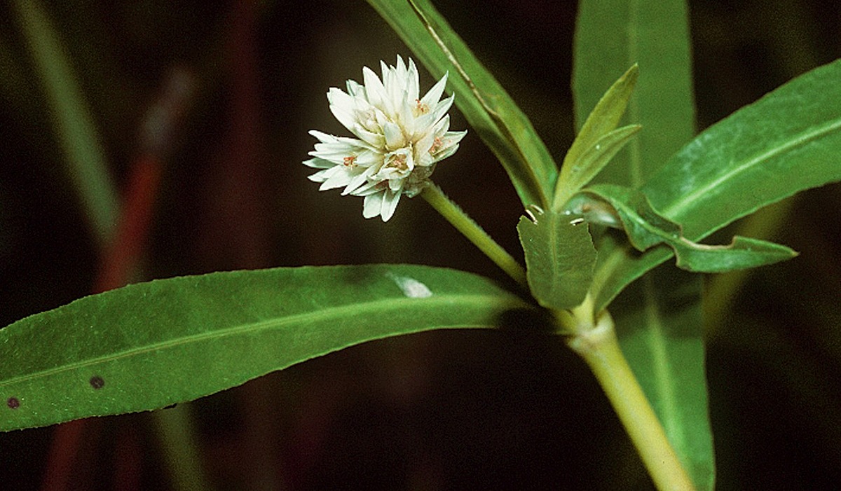 Alligatorweed | Natural Atlas