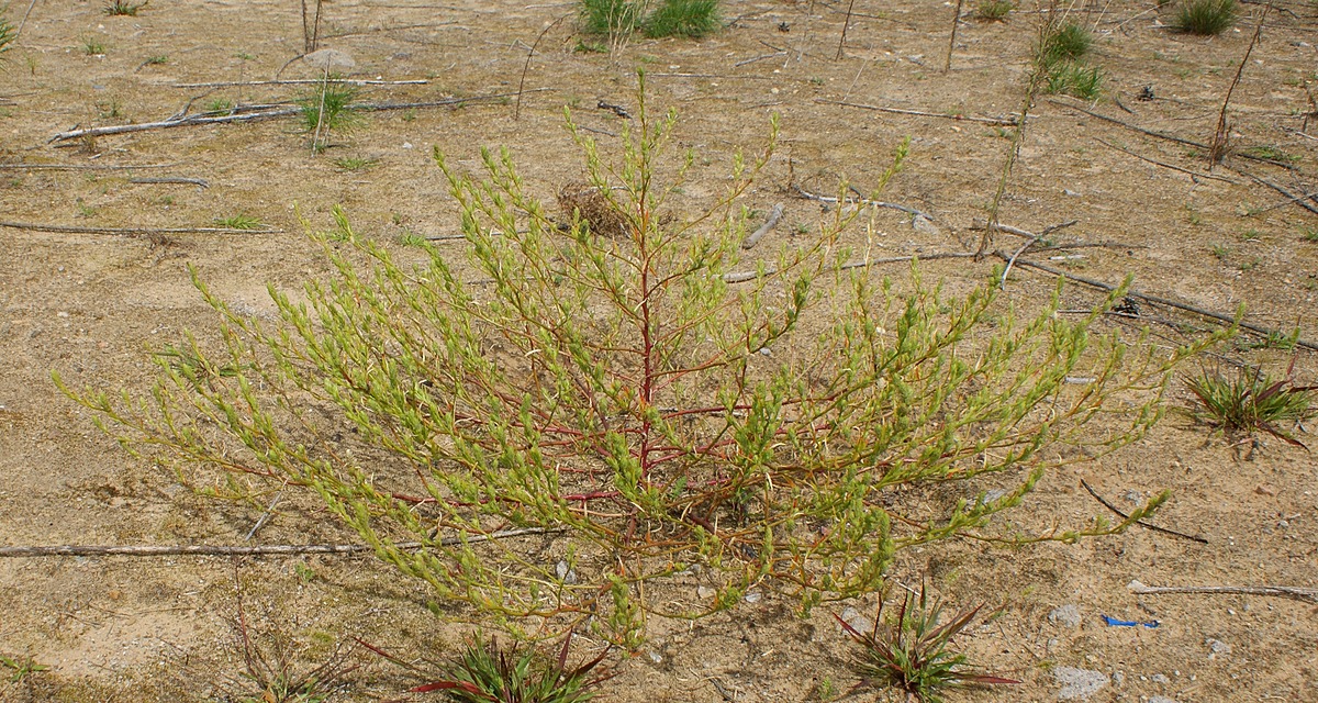 Bugseeds | Natural Atlas