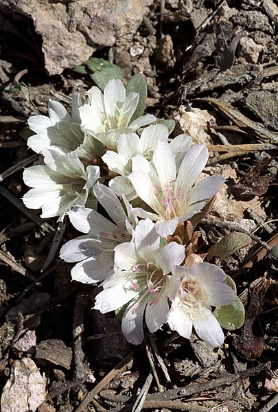 Lewisia kelloggii | Natural Atlas