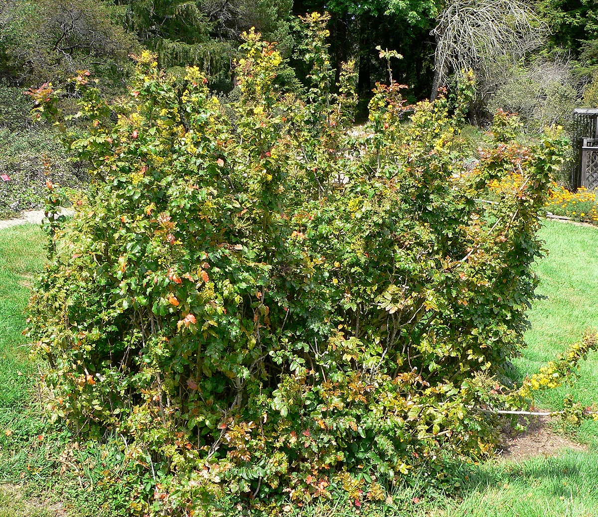 Wavyleaf Barberry | Natural Atlas