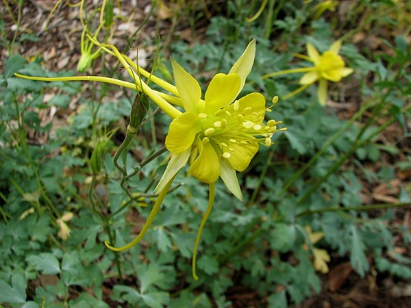 Longspur Columbine | Natural Atlas