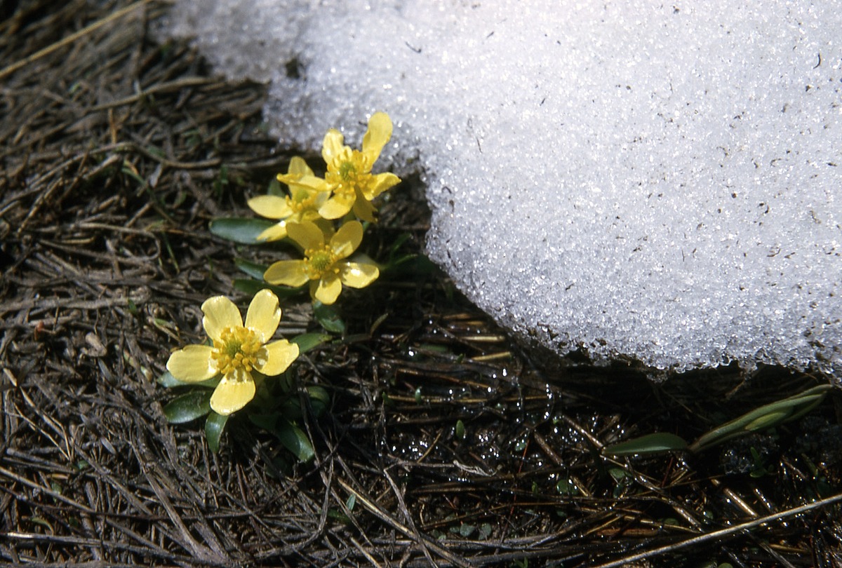 Utah Buttercup | Natural Atlas