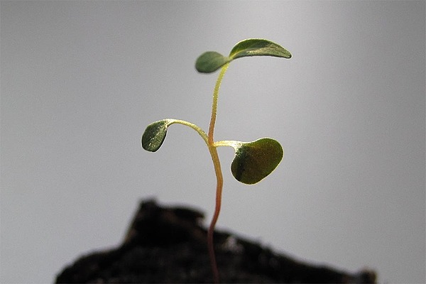 Smithton Peppermint Gum | Natural Atlas