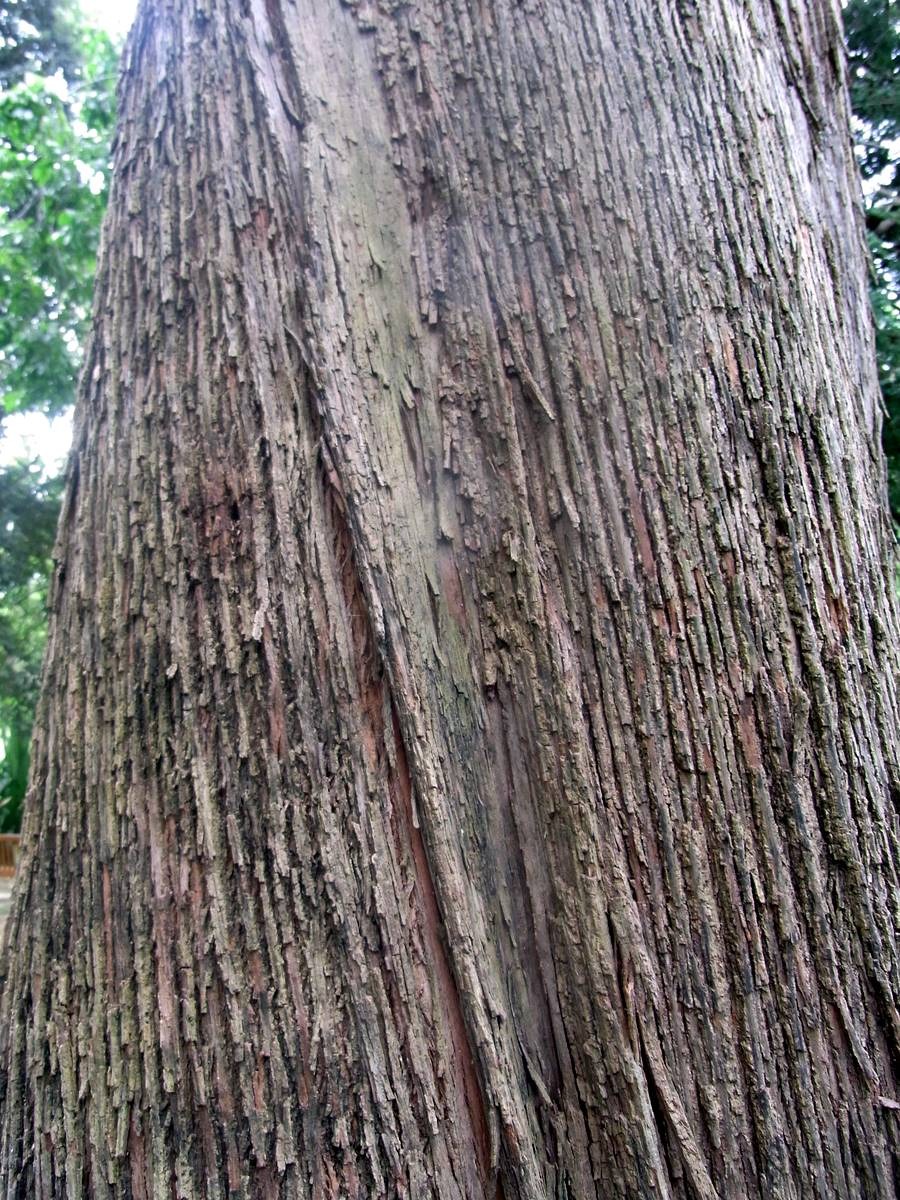 Northern Gray Ironbark | Natural Atlas