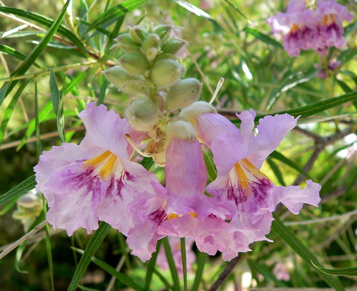 Chilopsis linearis | Natural Atlas