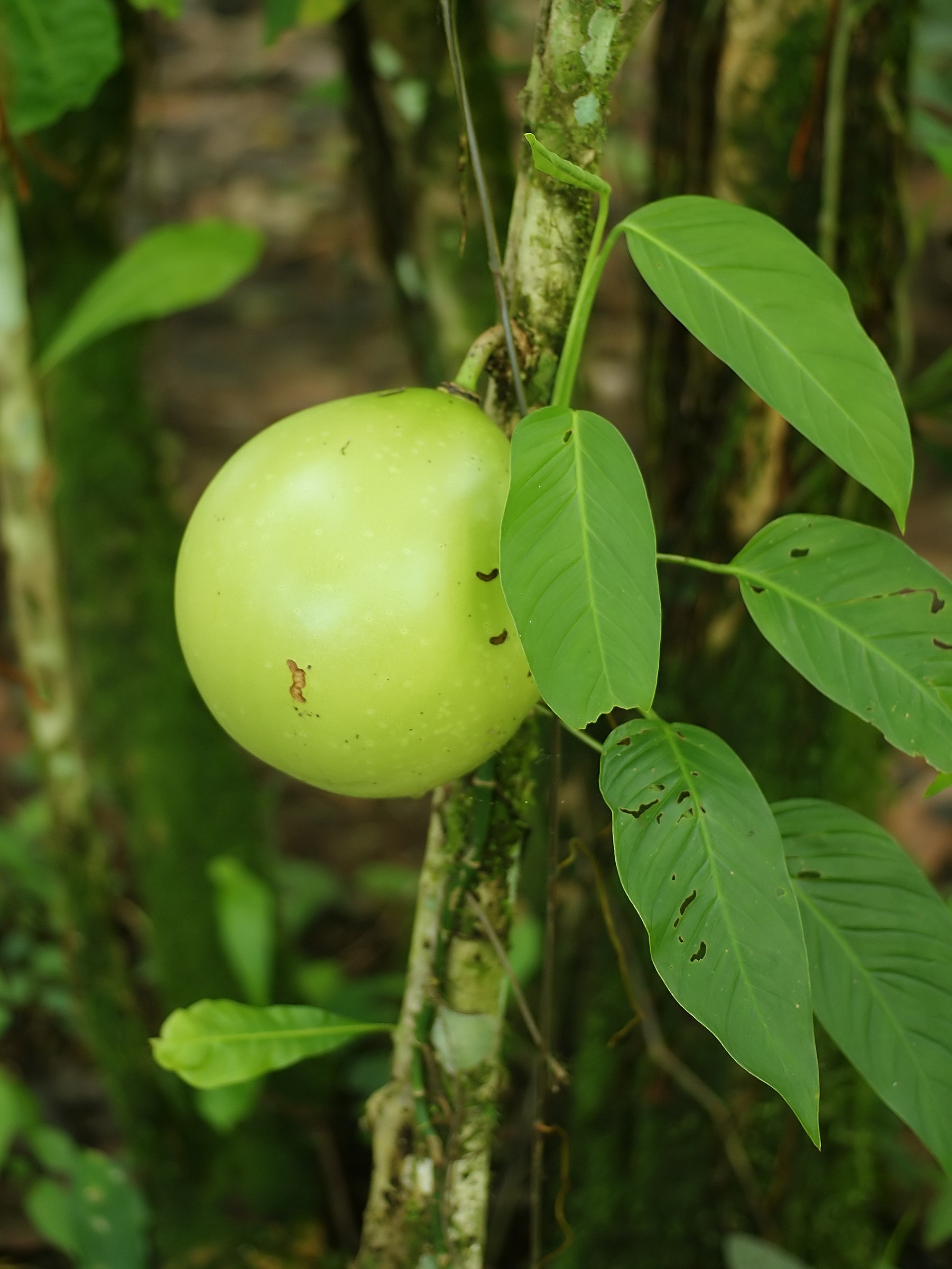 Common Calabash Tree | Natural Atlas