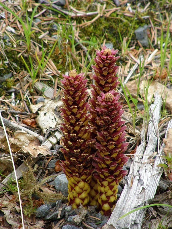 Northern Groundcone | Natural Atlas