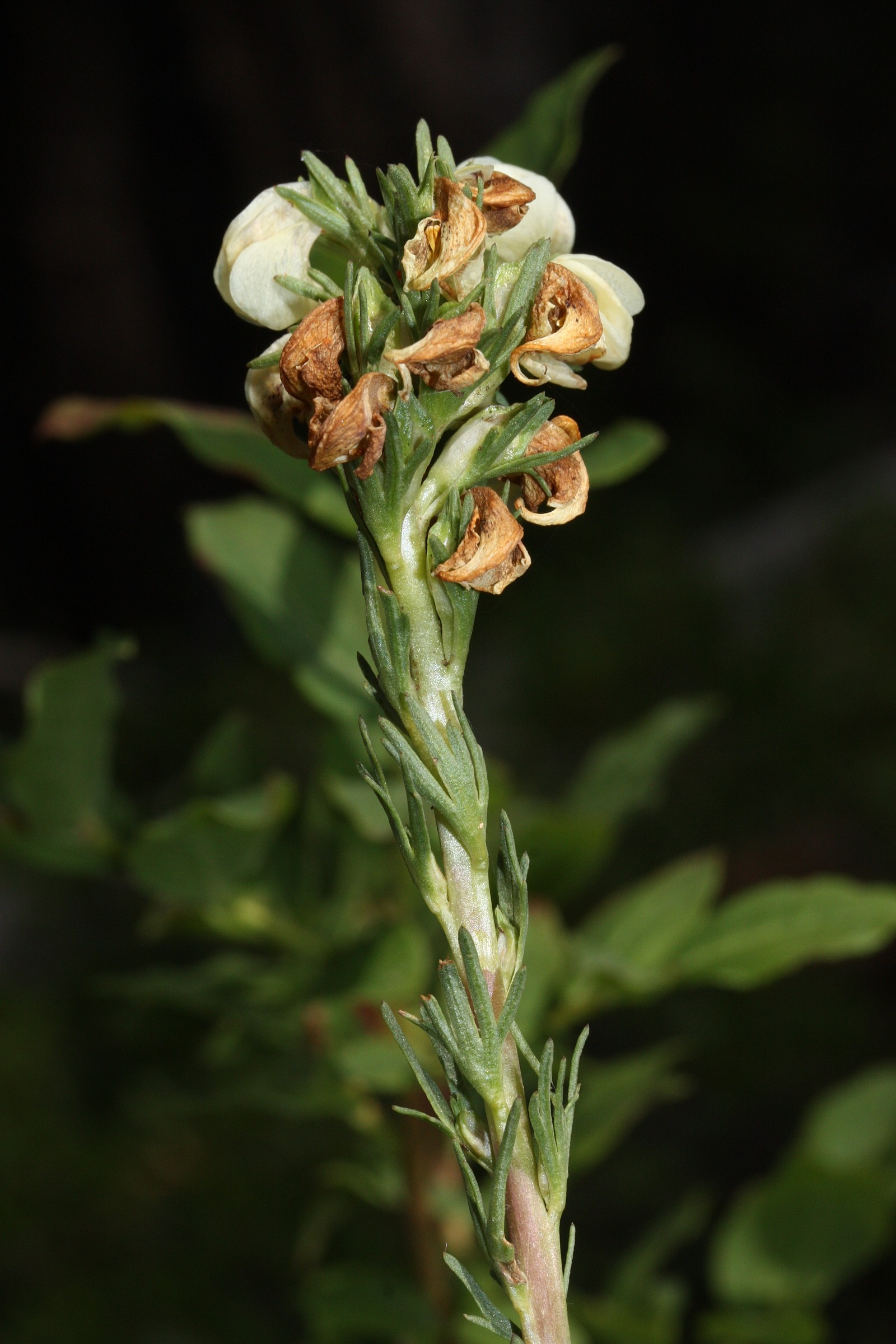 Coiled Lousewort | Natural Atlas