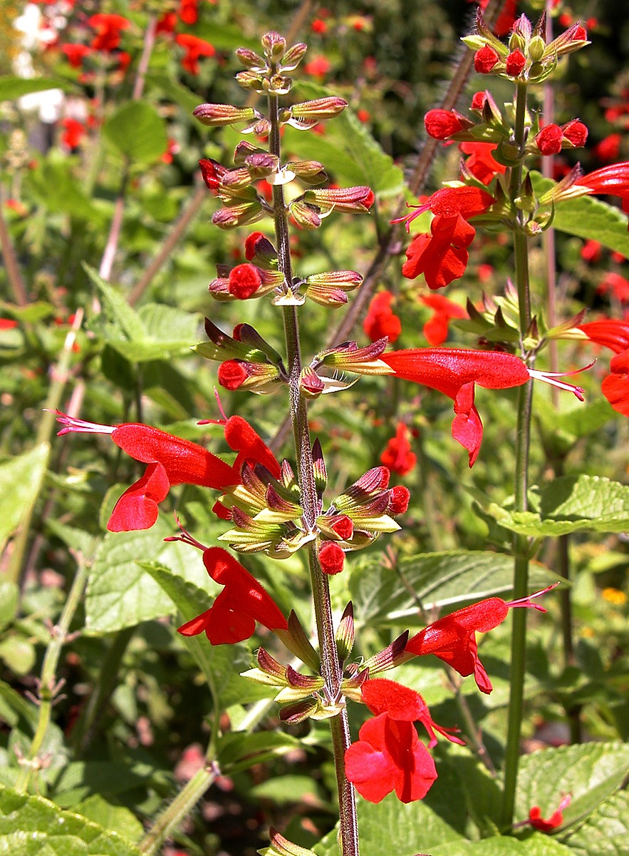 Blood Sage | Natural Atlas