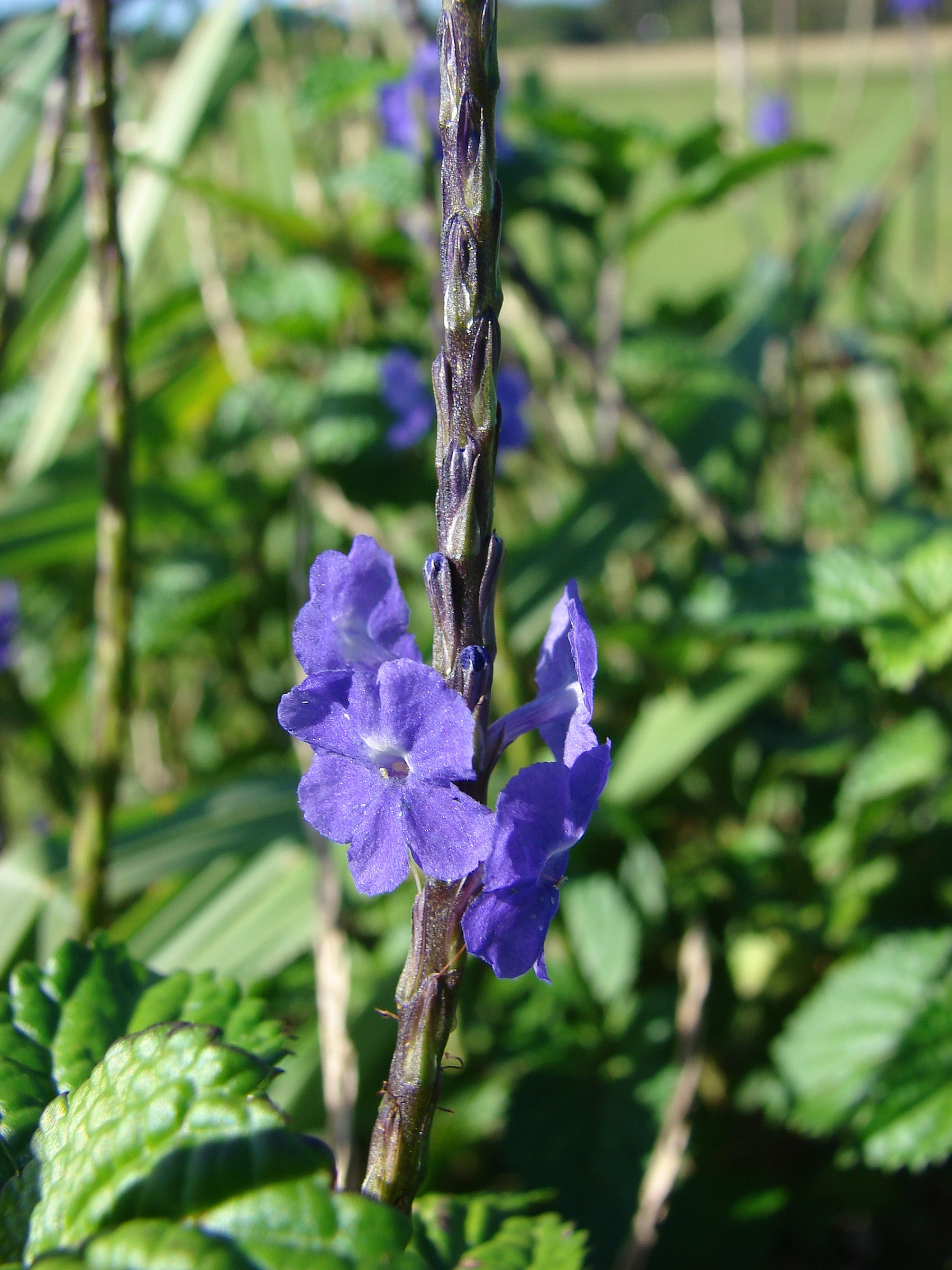 Branched Porterweed | Natural Atlas