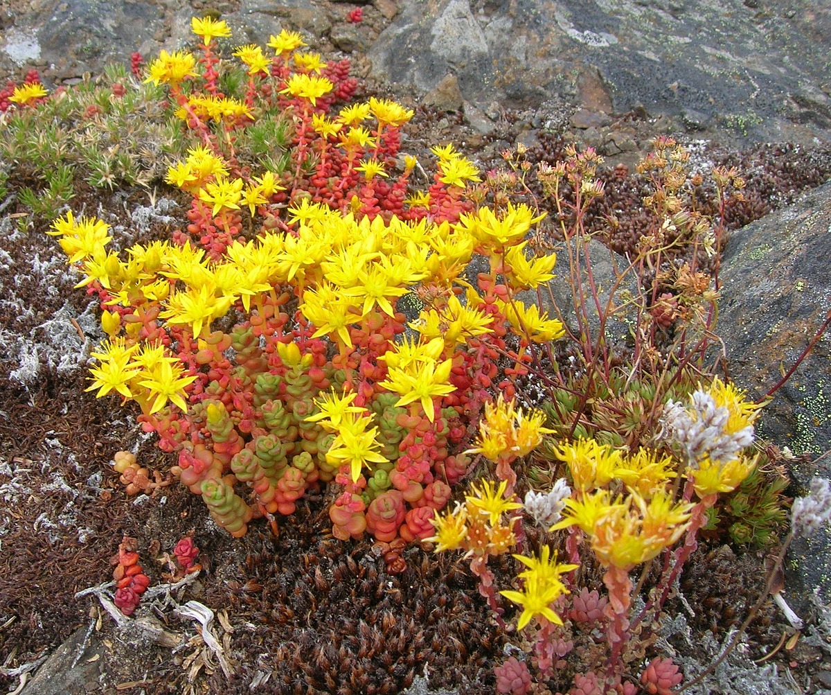 Sedum divergens | Natural Atlas
