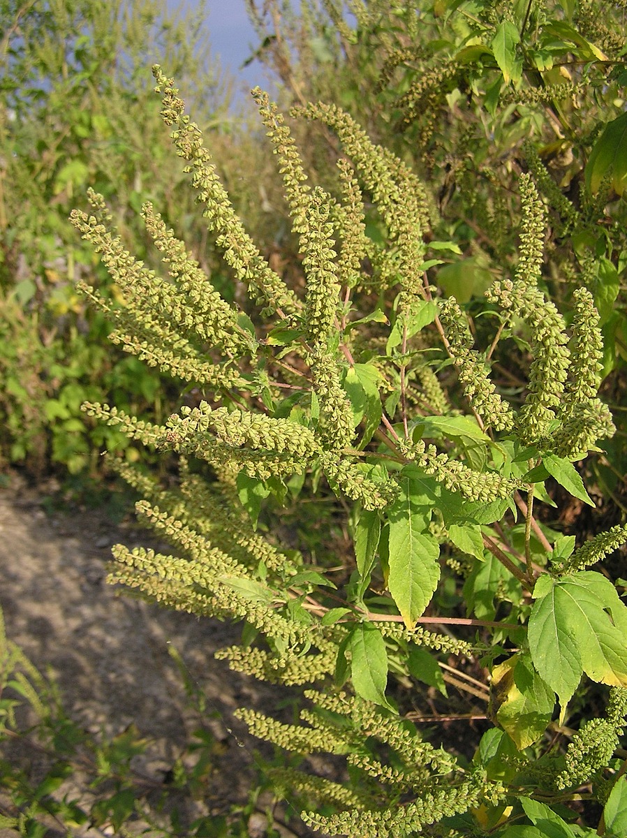 Great Ragweed | Natural Atlas