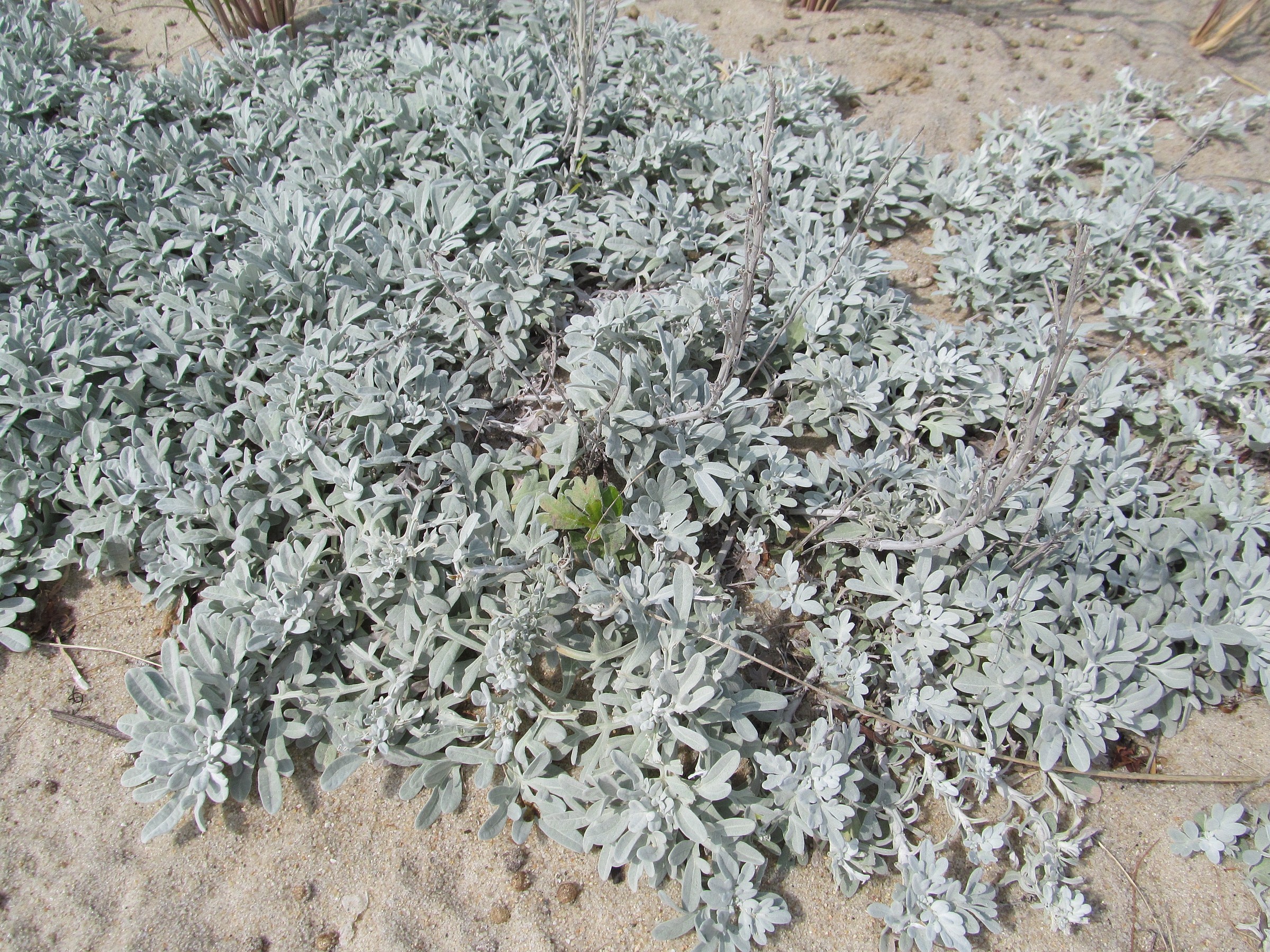 Artemisia stelleriana | Natural Atlas