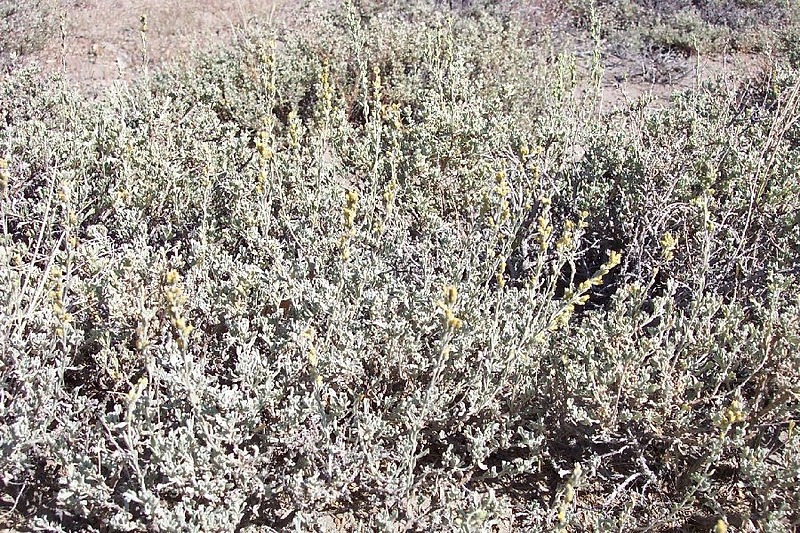 Low Sagebrush | Natural Atlas
