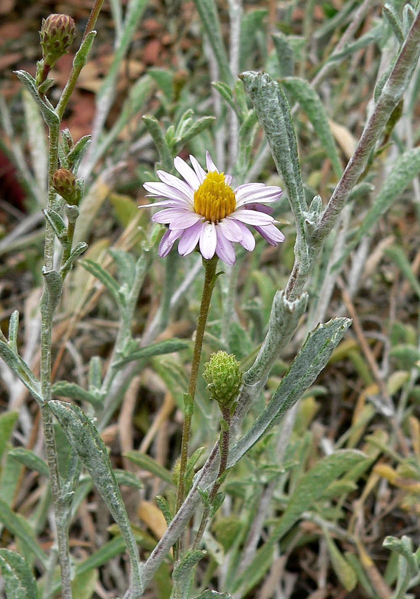 California Sandaster | Natural Atlas