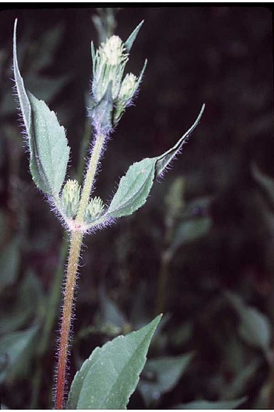 Annual Marsh Elder | Natural Atlas