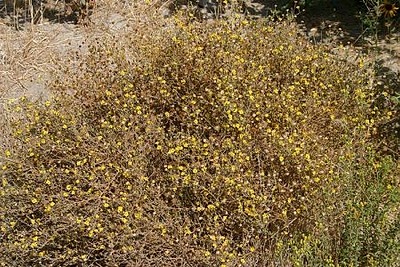 Valley Lessingia | Natural Atlas