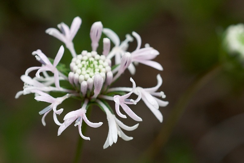 Mohr’s Barbara’s Buttons | Natural Atlas