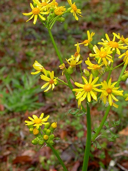 Butterweed | Natural Atlas
