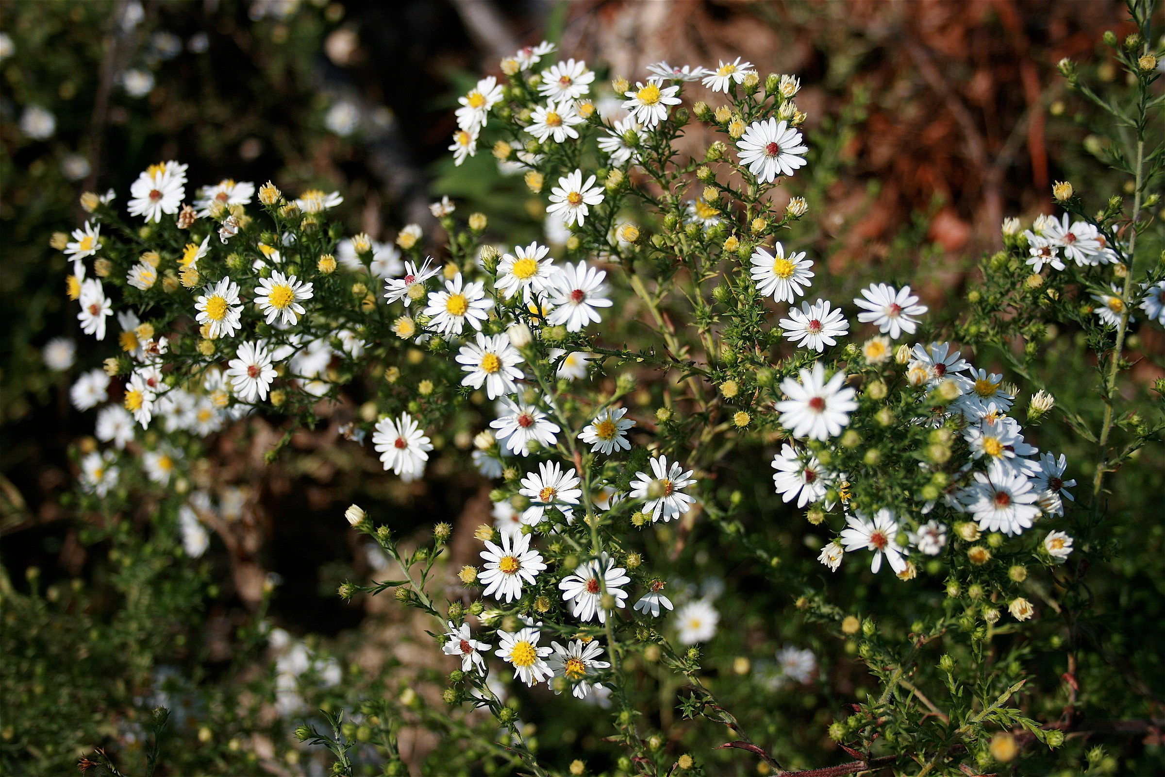 White Heath Aster | Natural Atlas