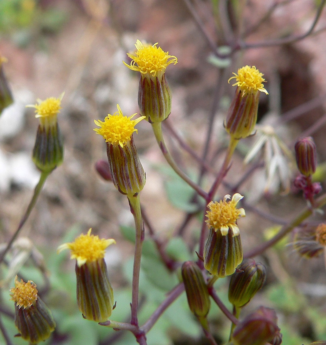 Mojave Ragwort | Natural Atlas