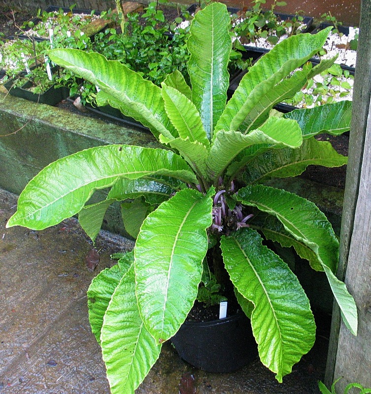 Punaluu Cyanea | Natural Atlas