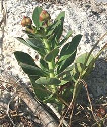 Telephus Spurge | Natural Atlas