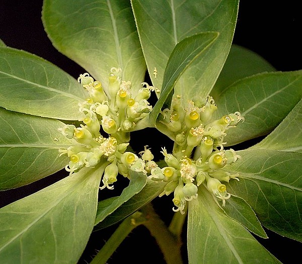 Toothed Spurge | Natural Atlas