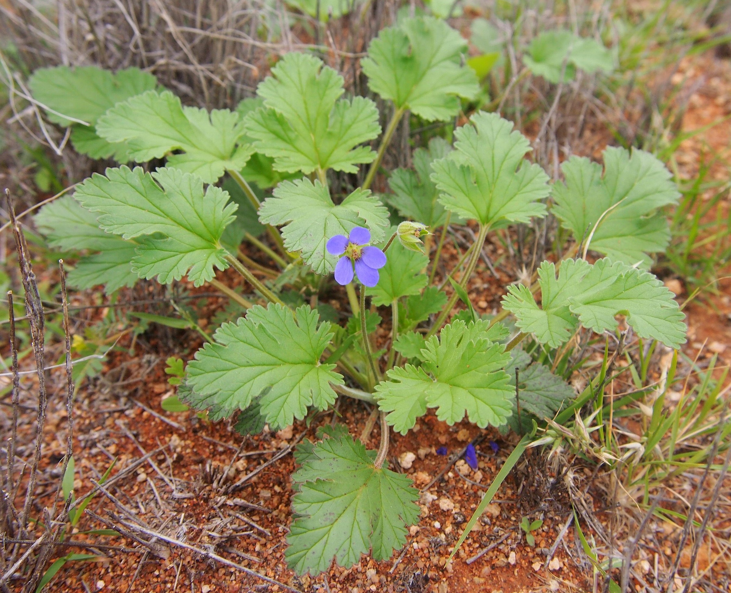 Australian Stork’s Bill | Natural Atlas
