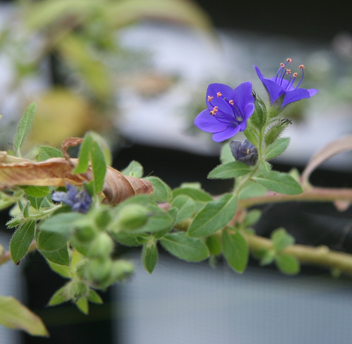 False Fiddleleaves | Natural Atlas