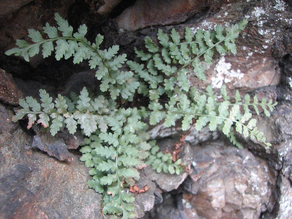 Bradley’s Spleenwort | Natural Atlas