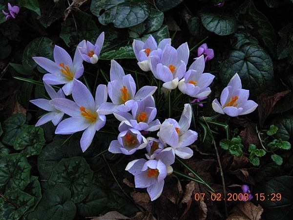 Early Crocus | Natural Atlas