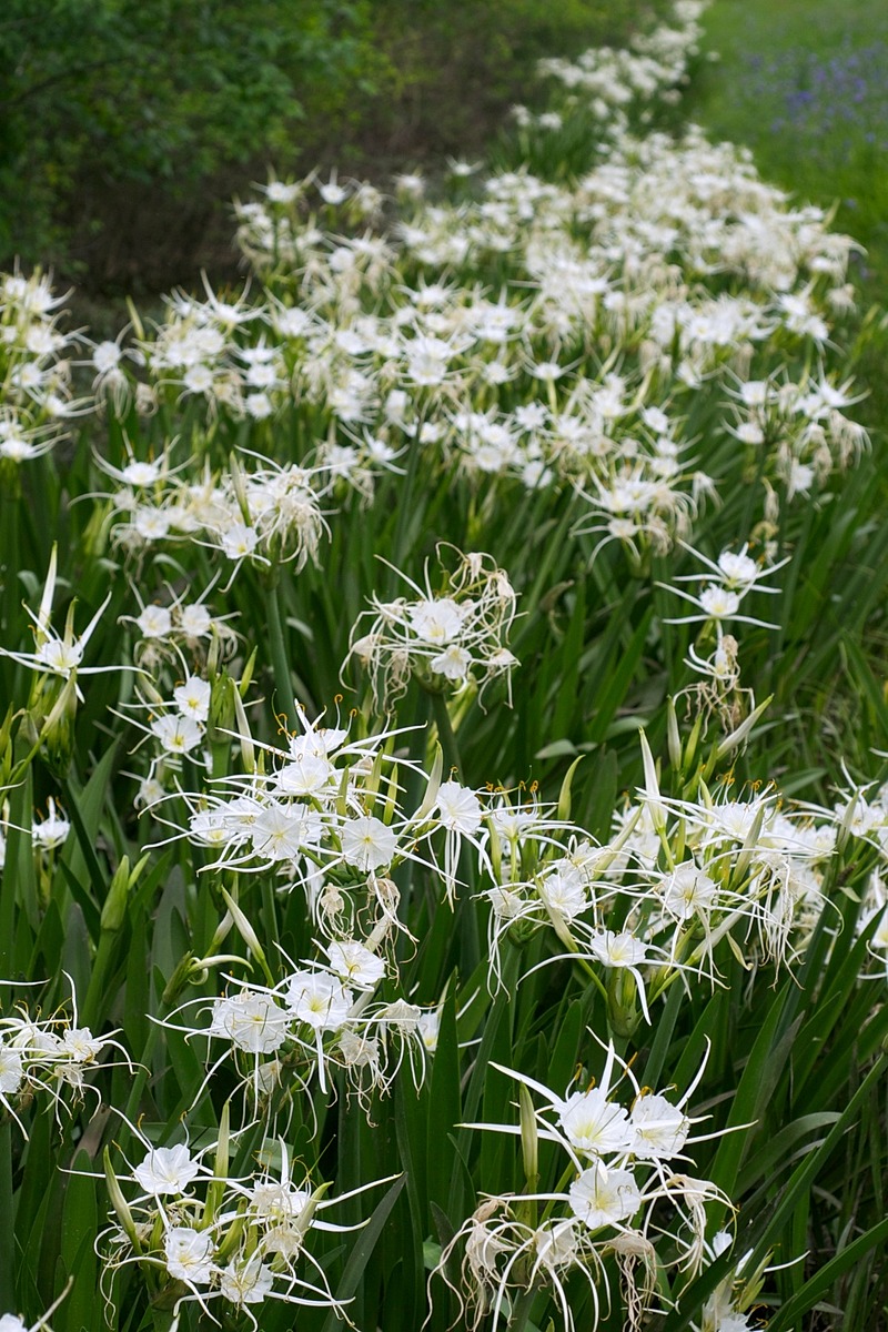 Texas Spider-Lily | Natural Atlas