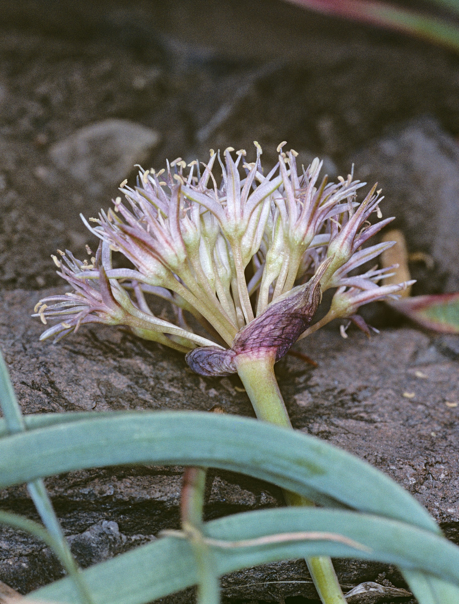 Twinleaf Onion | Natural Atlas