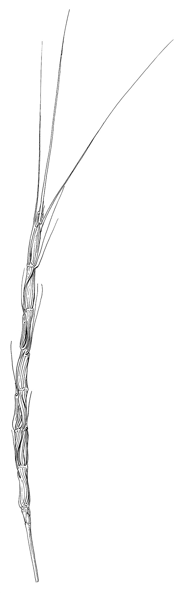Jointed Goatgrass | Natural Atlas
