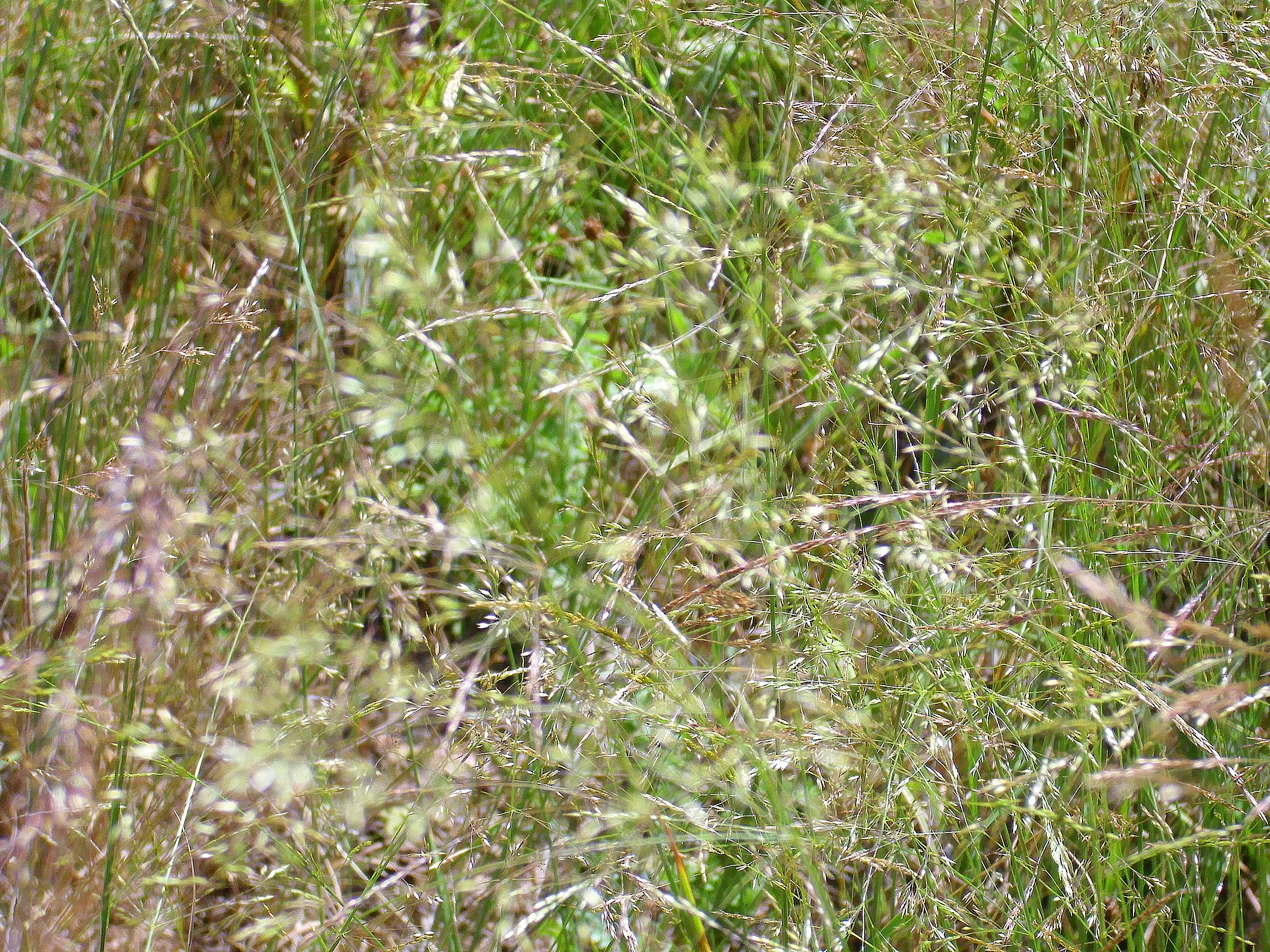 Velvet Bentgrass | Natural Atlas