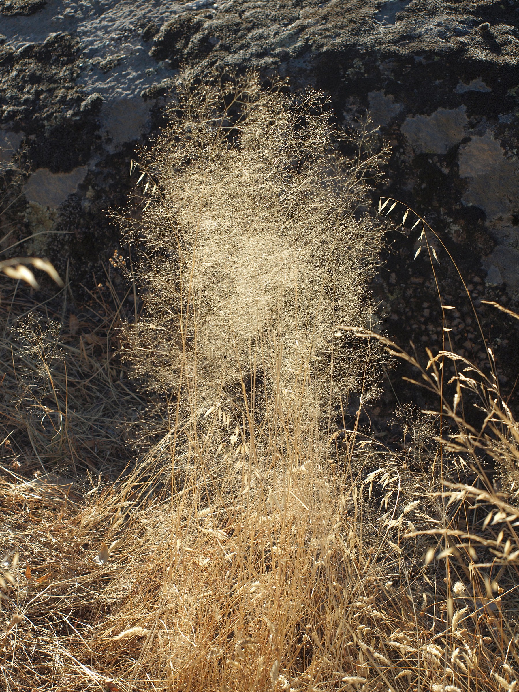 Bentgrasses | Natural Atlas